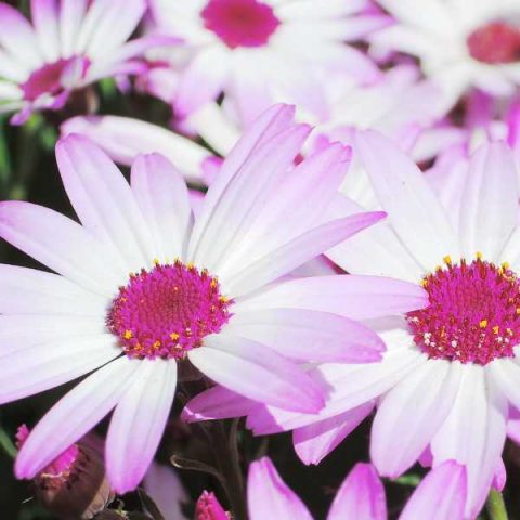 13 Different Types of Daisies (Varieties with Pictures)