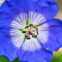 15 Different Types of Geraniums with Pictures