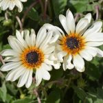 13 Different Types of Daisies (Varieties with Pictures)