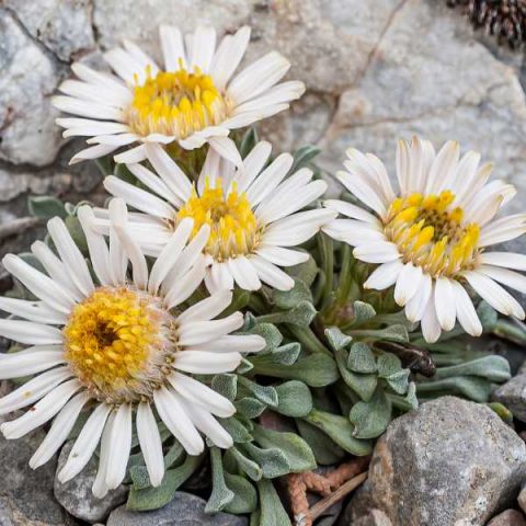 13 Different Types of Daisies (Varieties with Pictures)