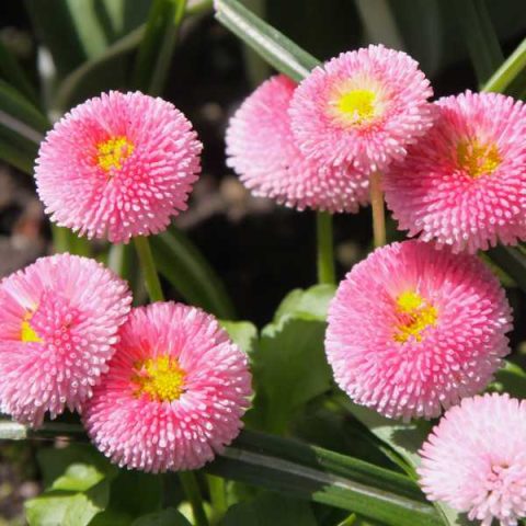 13 Different Types of Daisies (Varieties with Pictures)