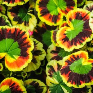 15 Different Types of Geraniums with Pictures