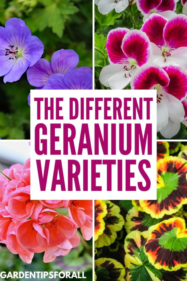 15 Different Types of Geraniums with Pictures