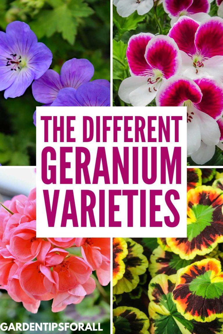 15 Different Types of Geraniums with Pictures