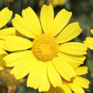 13 Different Types of Daisies (Varieties with Pictures)