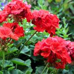 15 Different Types of Geraniums with Pictures