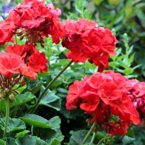 15 Different Types of Geraniums with Pictures
