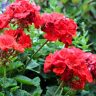 15 Different Types of Geraniums with Pictures