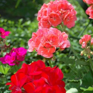 15 Different Types of Geraniums with Pictures