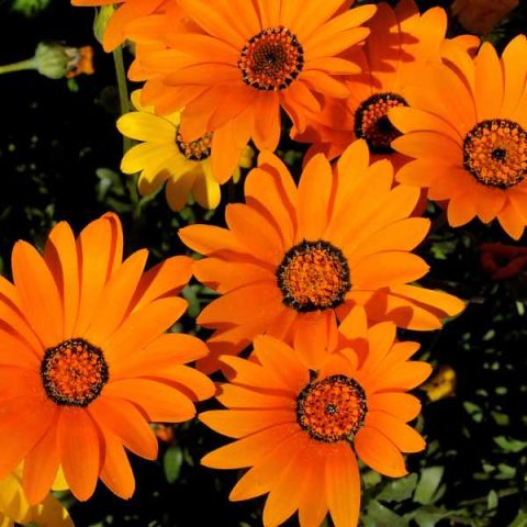 13 Different Types of Daisies (Varieties with Pictures)