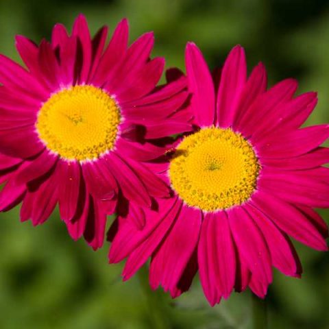 13 Different Types of Daisies (Varieties with Pictures)