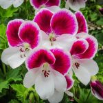15 Different Types of Geraniums with Pictures
