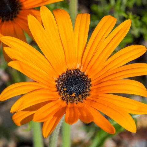 13 Different Types of Daisies (Varieties with Pictures)
