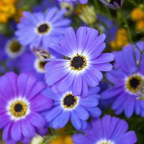 13 Different Types of Daisies (Varieties with Pictures)