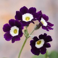13 Awesome Primrose Varieties + Pictures