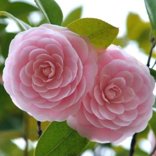 13 Flowers that Represent Love and Romance