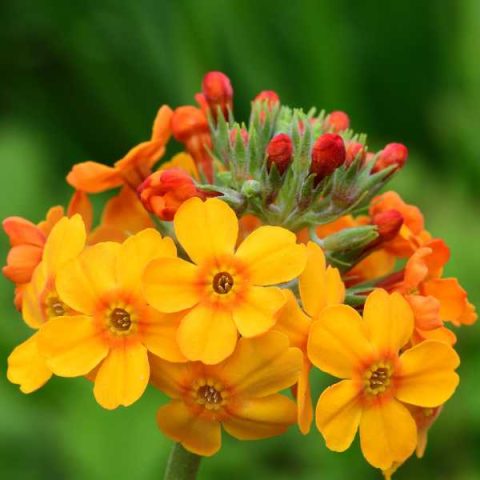 13 Awesome Primrose Varieties + Pictures