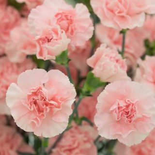 13 Flowers that Represent Love and Romance