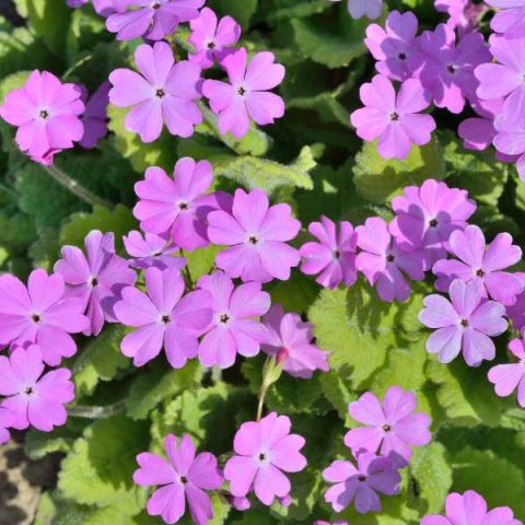 13 Awesome Primrose Varieties + Pictures