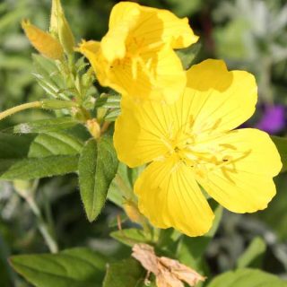 13 Awesome Primrose Varieties + Pictures