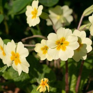 13 Awesome Primrose Varieties + Pictures