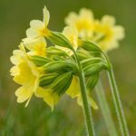13 Awesome Primrose Varieties + Pictures