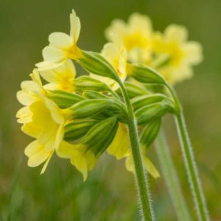 13 Awesome Primrose Varieties + Pictures