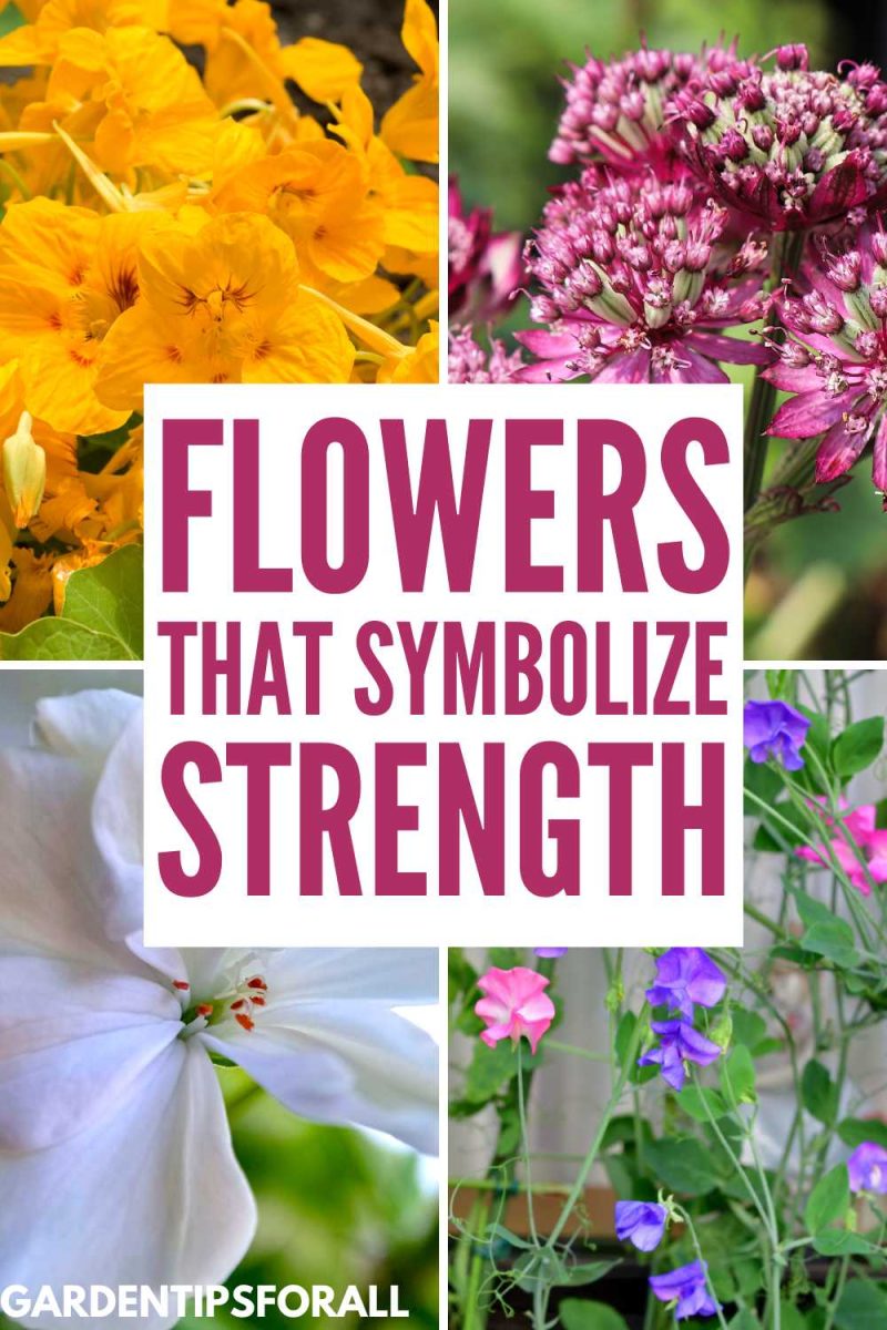 12 Flowers that Represent Strength