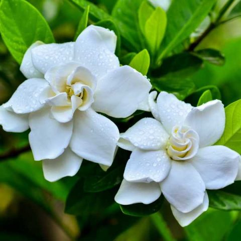 13 Flowers that Represent Love and Romance