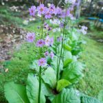 13 Awesome Primrose Varieties + Pictures