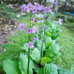 13 Awesome Primrose Varieties + Pictures