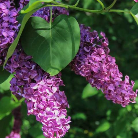 13 Flowers that Represent Love and Romance
