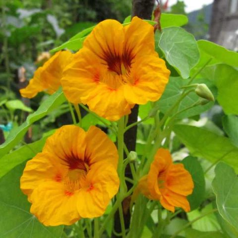 12 Flowers that Represent Strength