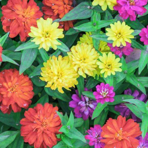 17 Different Types of Zinnia Flowers with Pictures
