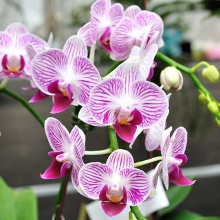 13 Flowers that Represent Love and Romance