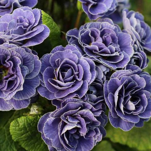 13 Awesome Primrose Varieties + Pictures