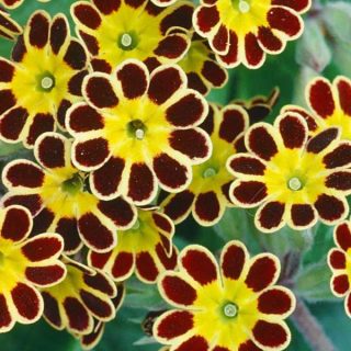 13 Awesome Primrose Varieties + Pictures