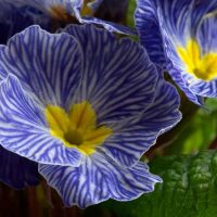 13 Awesome Primrose Varieties + Pictures