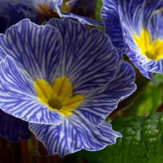 13 Awesome Primrose Varieties + Pictures
