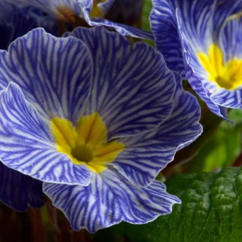 13 Awesome Primrose Varieties + Pictures