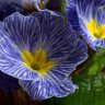 13 Awesome Primrose Varieties + Pictures