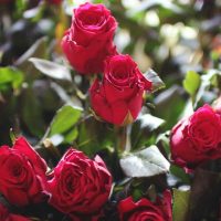 13 Flowers that Represent Love and Romance