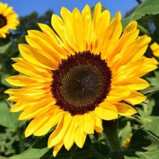 13 Flowers that Represent Love and Romance