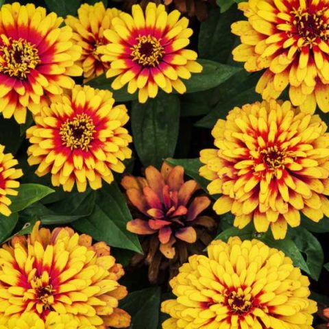 17 Different Types of Zinnia Flowers with Pictures