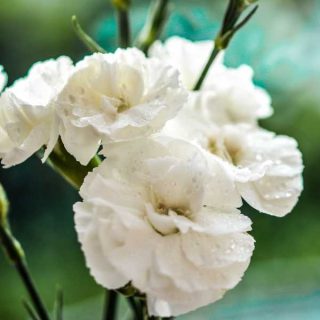 12 Flowers that Represent Strength