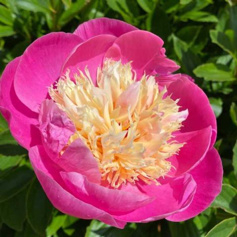 Different Types of Peony Flowers - 8 Varieties of Blooming Beauty