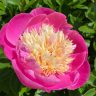 Different Types of Peony Flowers - 8 Varieties of Blooming Beauty