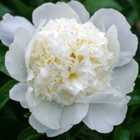 Different Types of Peony Flowers - 8 Varieties of Blooming Beauty