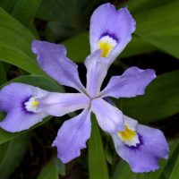 7 Different Types of Irises (Most Common Varieties)