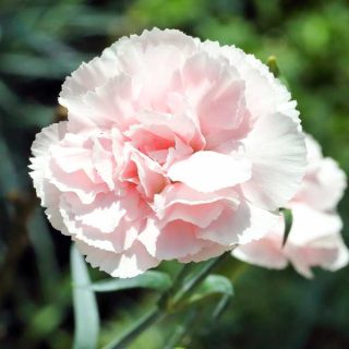 3 Types of Carnations + 13 Varieties